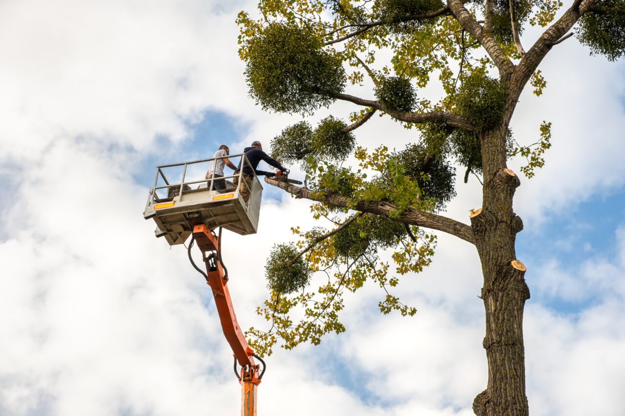 Coulson Tree Service: Tree Company Serving Luverne, AL